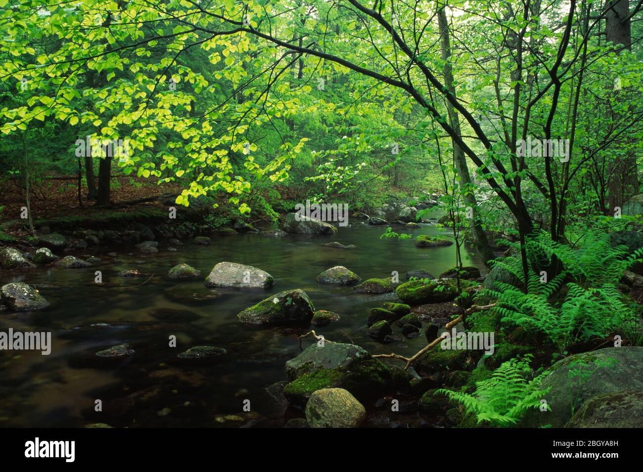 Steiniger brook state park -Fotos und -Bildmaterial in hoher Auflösung ...