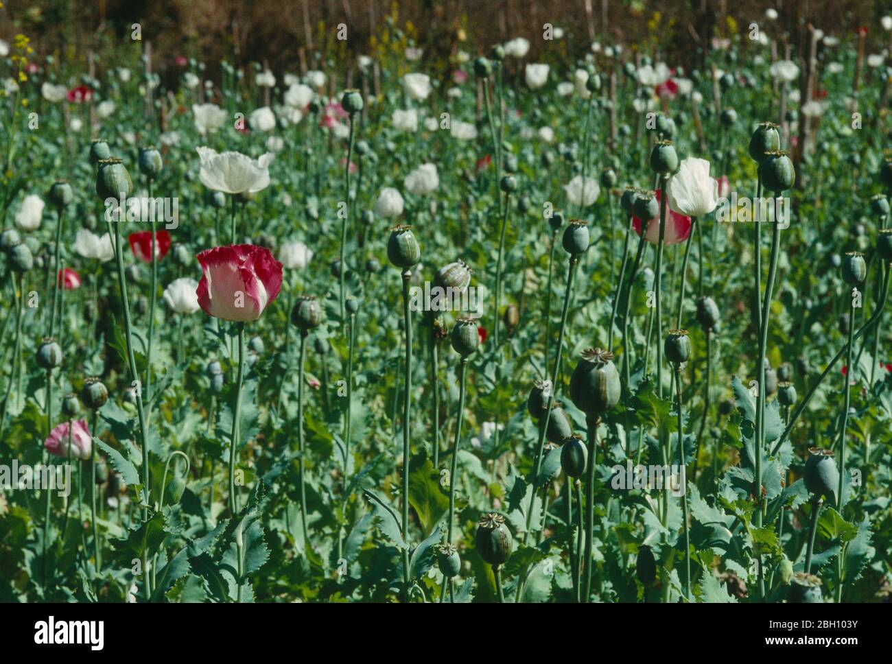 Schlafmohn thailand -Fotos und -Bildmaterial in hoher Auflösung – Alamy
