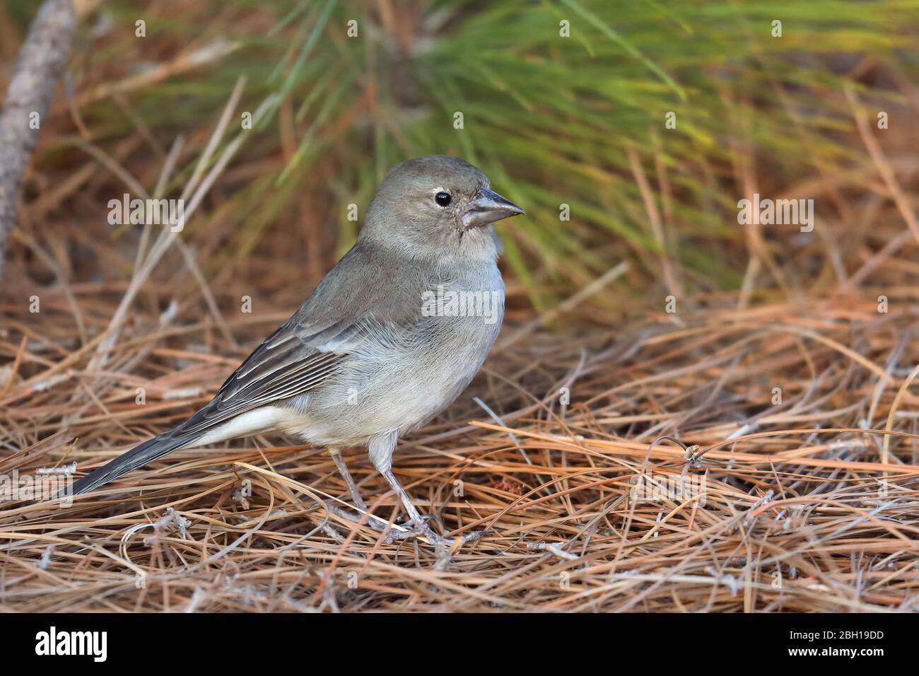 Weibliche buchfinken -Fotos und -Bildmaterial in hoher Auflösung – Alamy