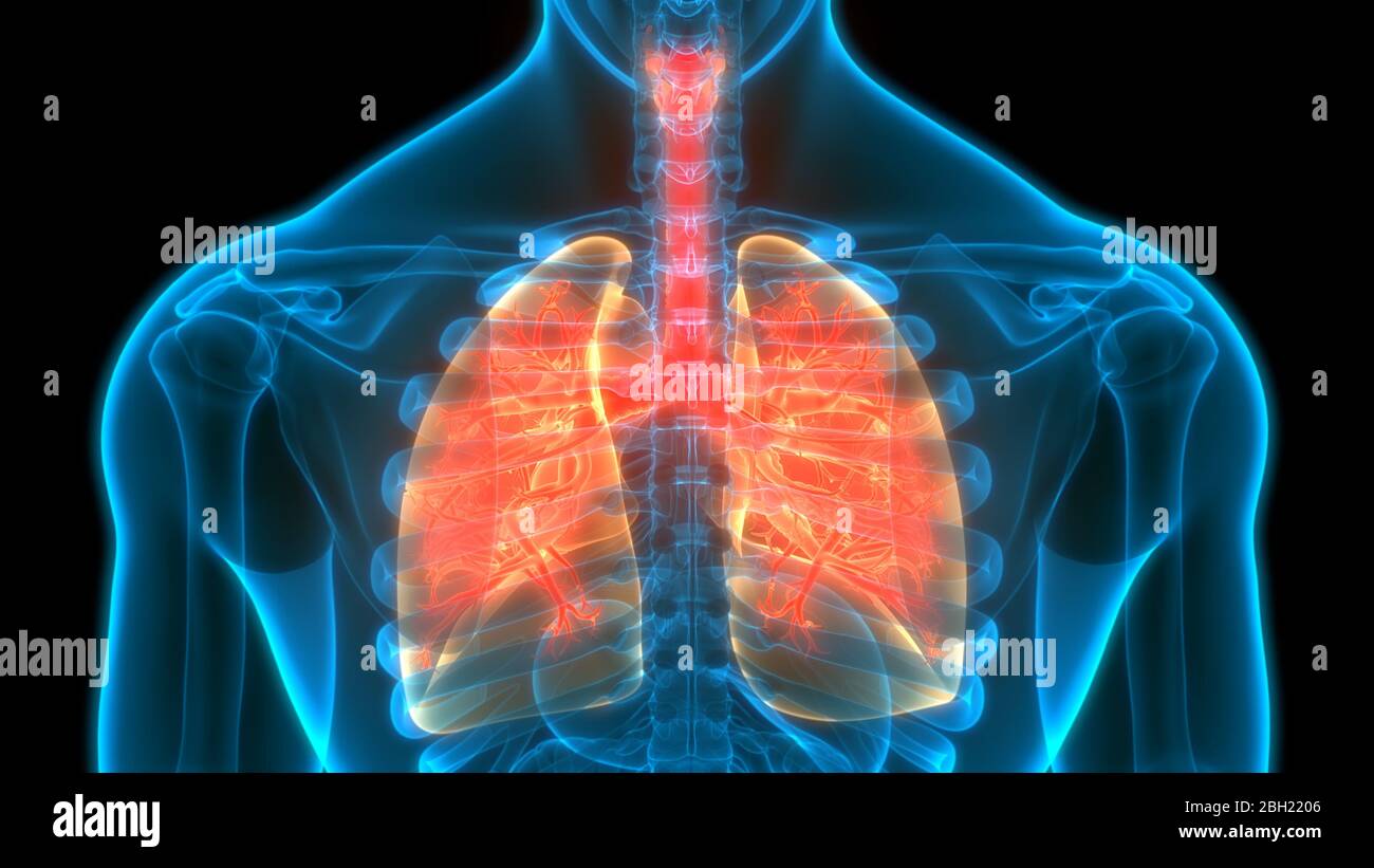 Menschliche Atmungssystem Lungen Anatomie Stockfotografie - Alamy