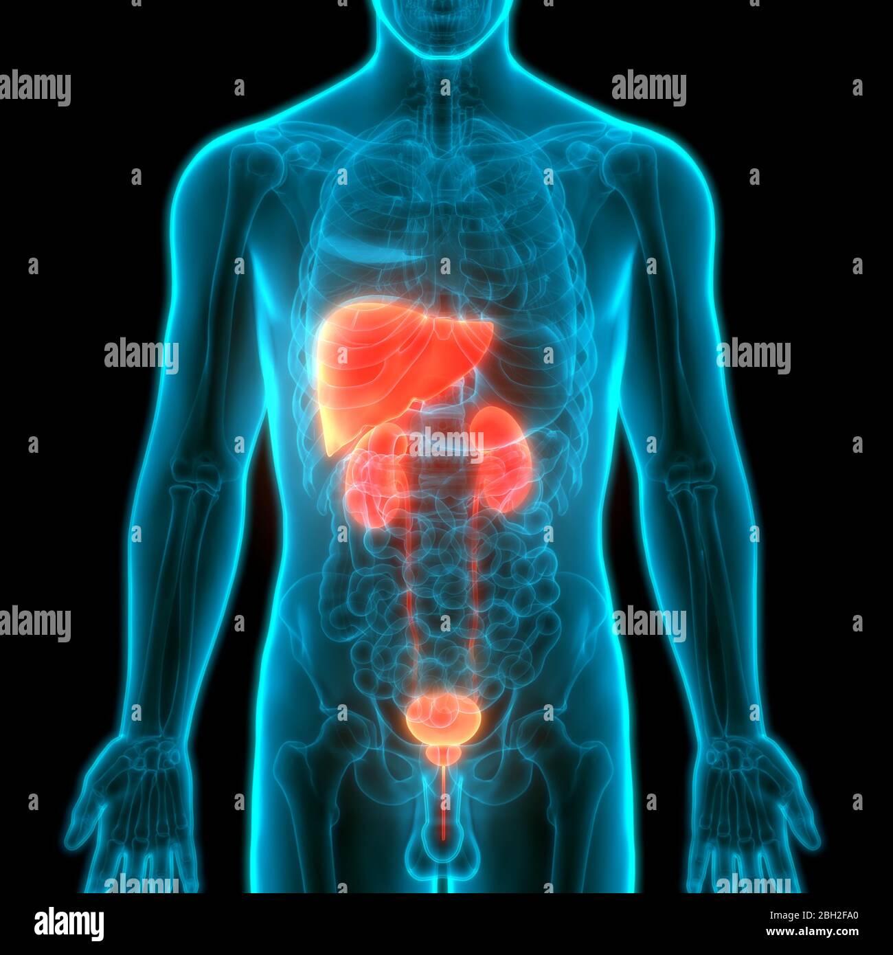 Innere organe liver -Fotos und -Bildmaterial in hoher Auflösung – Alamy