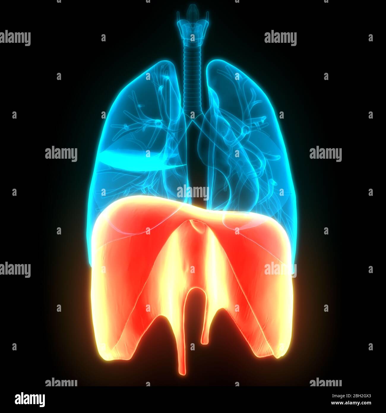 Menschliche Atmungssystem Membran Anatomie Stockfotografie - Alamy