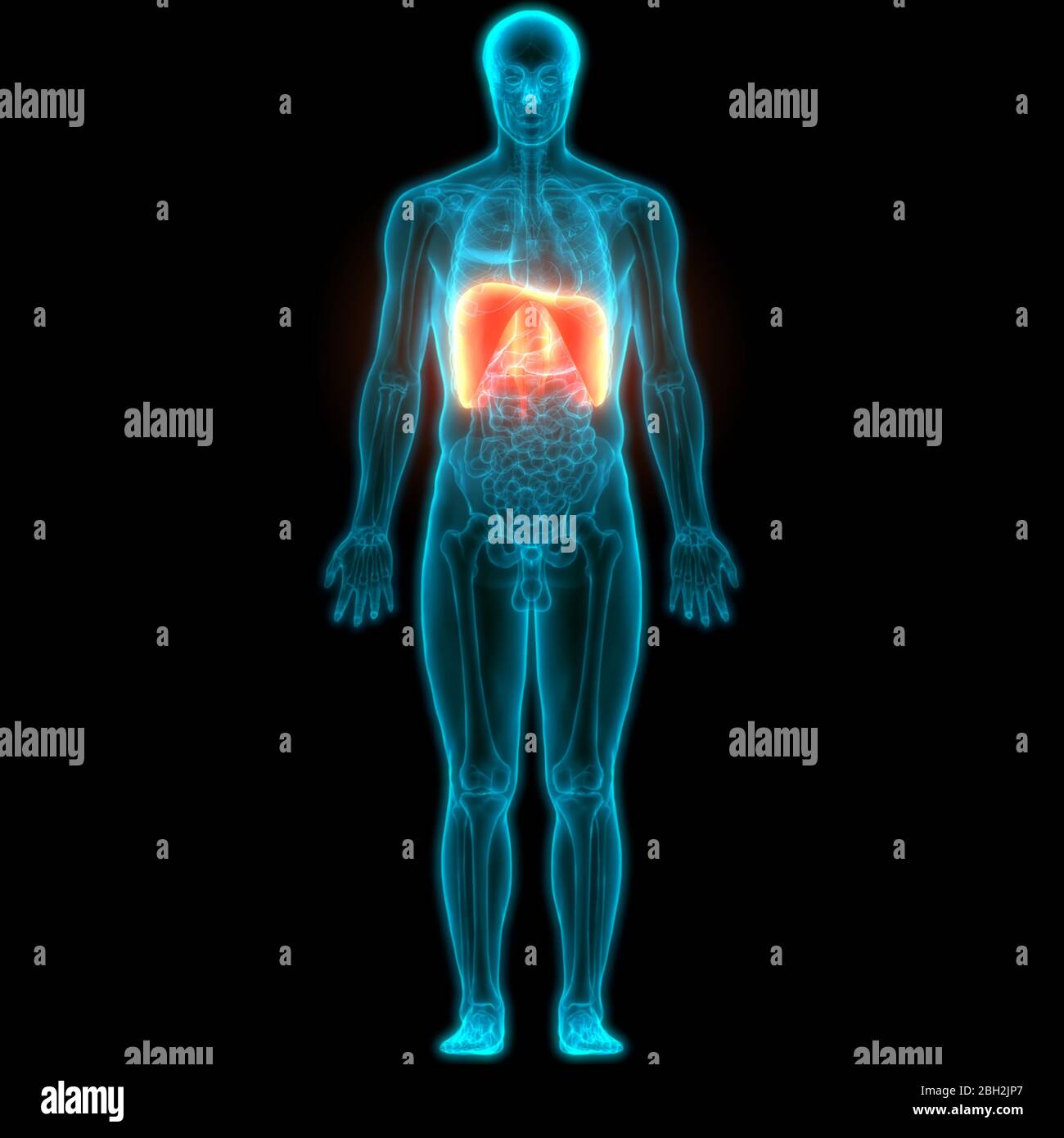 Menschliche Atmungssystem Membran Anatomie Stockfotografie - Alamy