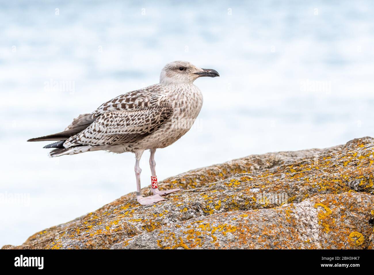 Ringed bird -Fotos und -Bildmaterial in hoher Auflösung – Alamy