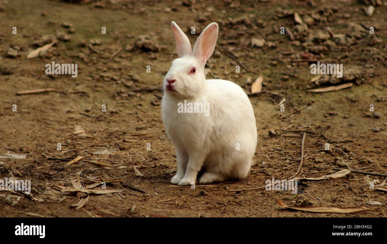 Japanischer hase -Fotos und -Bildmaterial in hoher Auflösung – Alamy