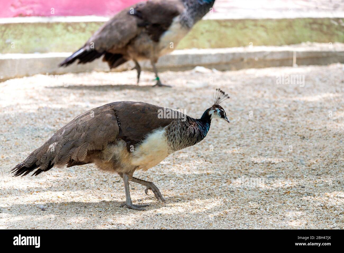 Junger weiblicher pfau -Fotos und -Bildmaterial in hoher Auflösung – Alamy