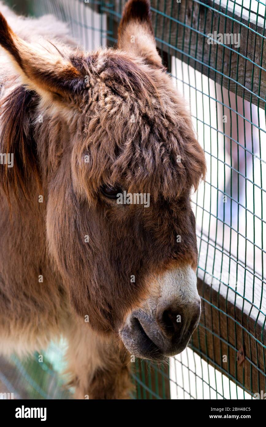 Mulish kopf -Fotos und -Bildmaterial in hoher Auflösung – Alamy