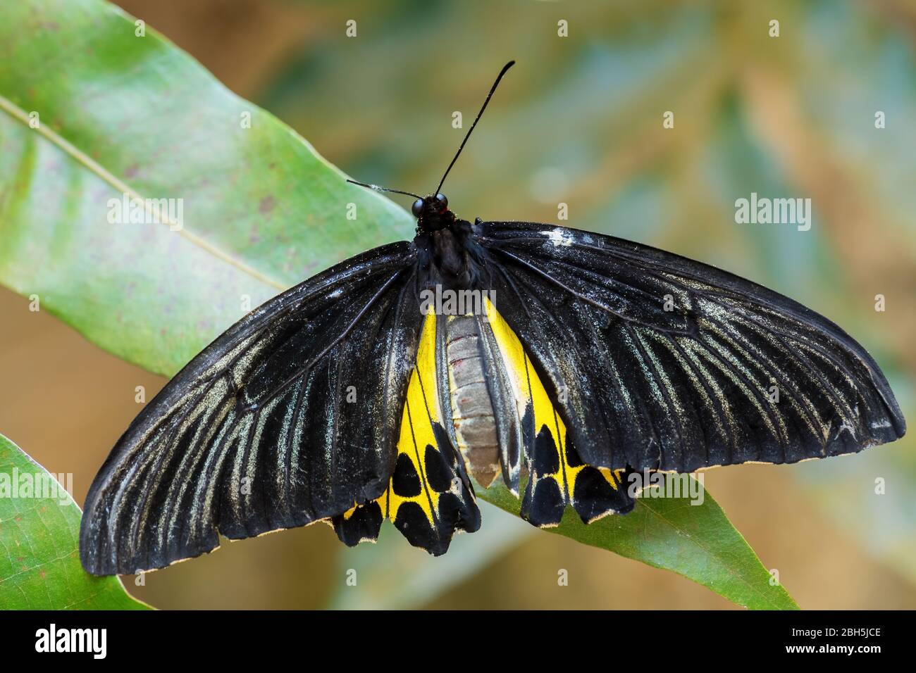 Gelb Schwarzer Schmetterling