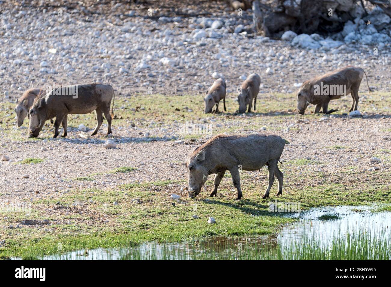 Fuhr von Warthogs, Etosha Nationalpark, Namibia, Afrika Stockfotografie ...