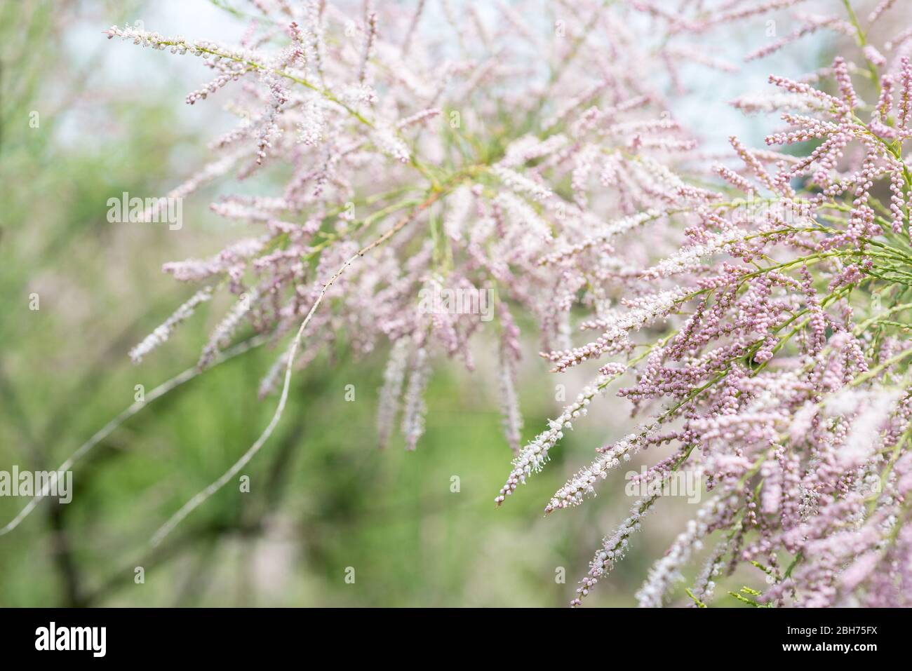 Tamarix tetrandra -Fotos und -Bildmaterial in hoher Auflösung – Alamy