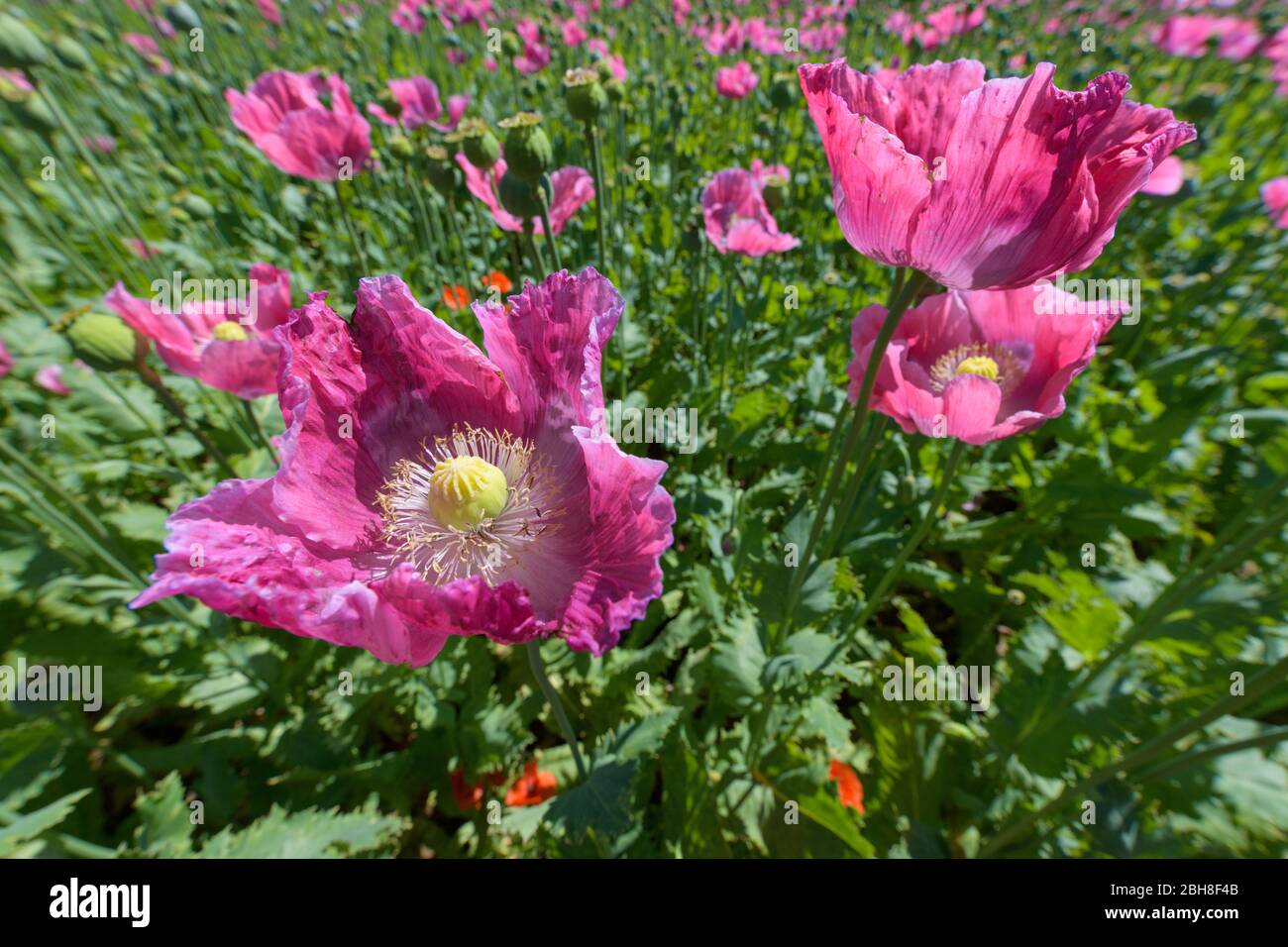 Schlafmohn mohnfeld -Fotos und -Bildmaterial in hoher Auflösung – Alamy