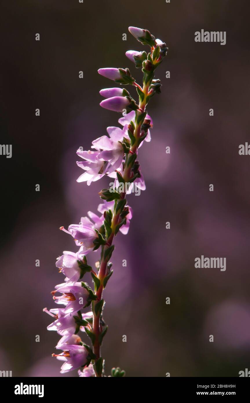Gemeine Heide, Calluna vulgaris, blüht, im Sumpf, Bayern, Deutschland ...