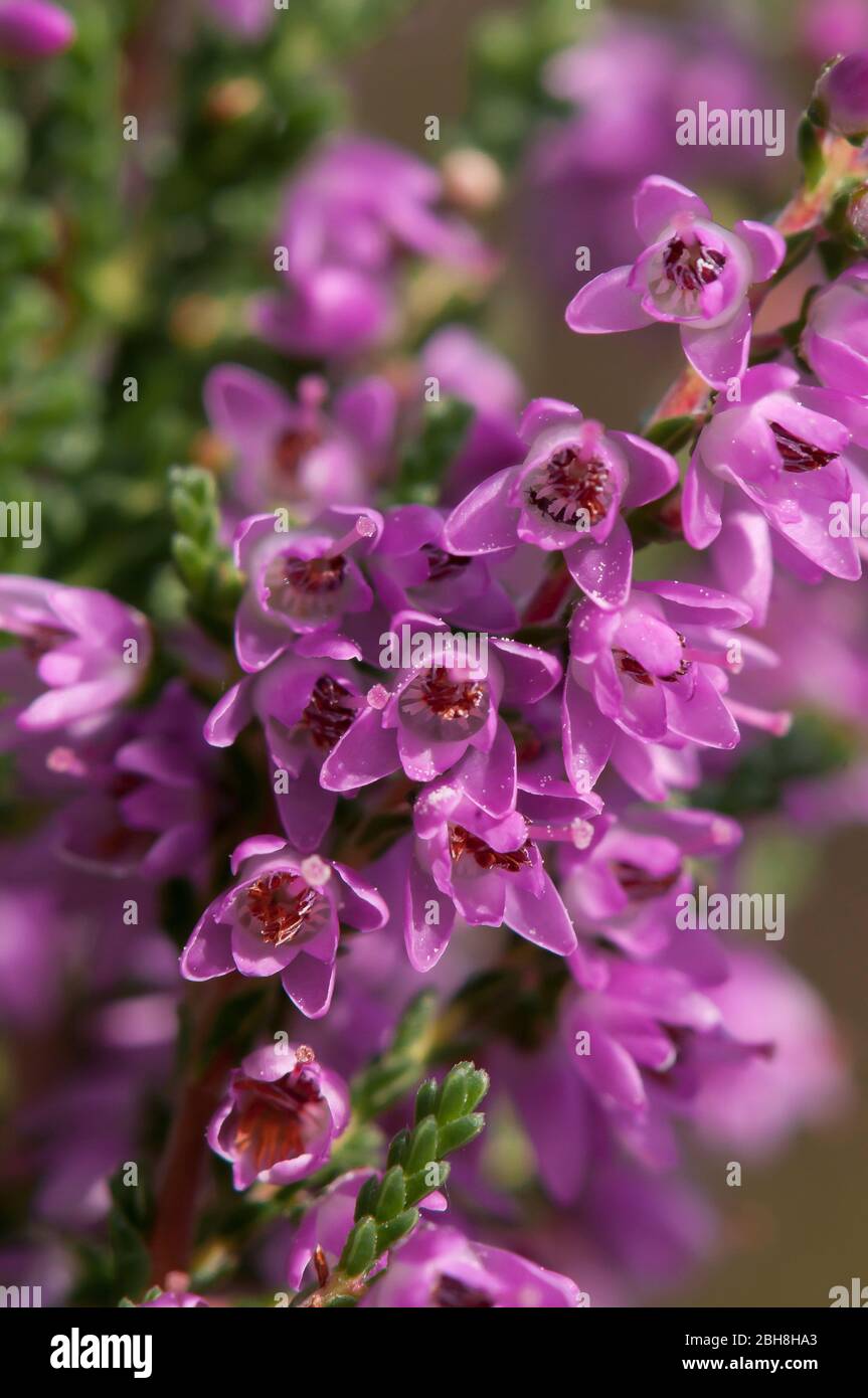Gemeine Heide, Calluna vulgaris, blüht, im Sumpf, Bayern, Deutschland ...