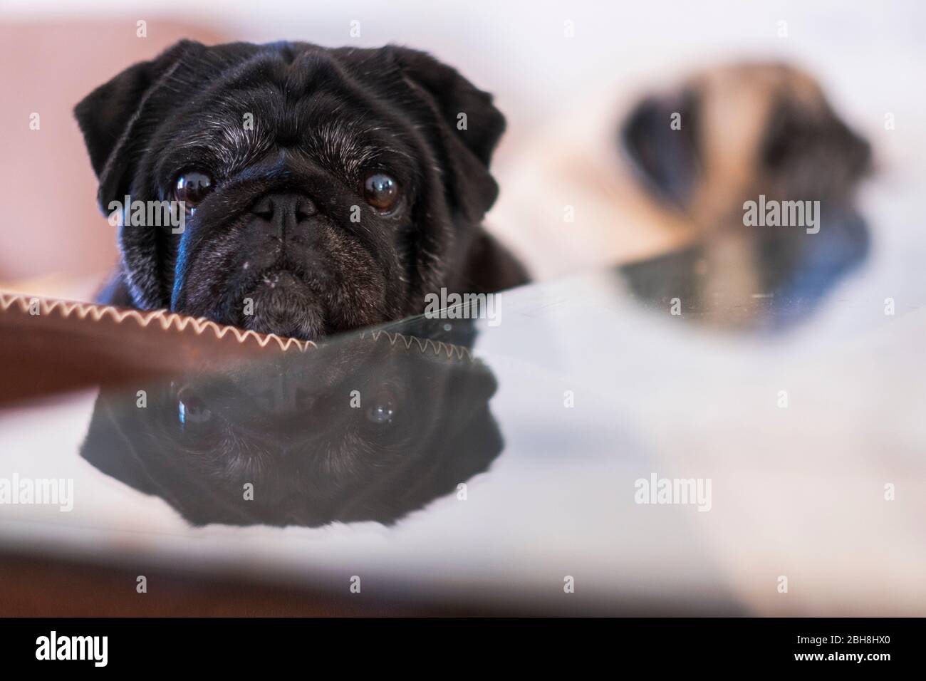 Mops, der herein zur kamera schaut -Fotos und -Bildmaterial in hoher ...