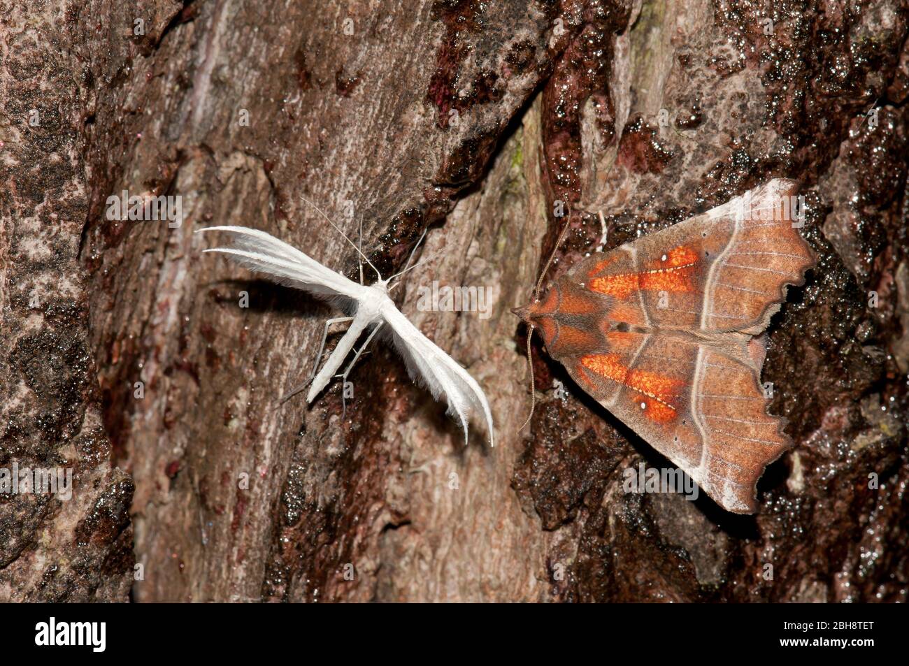 Nachtfalter deutschland braun weiß -Fotos und -Bildmaterial in hoher ...