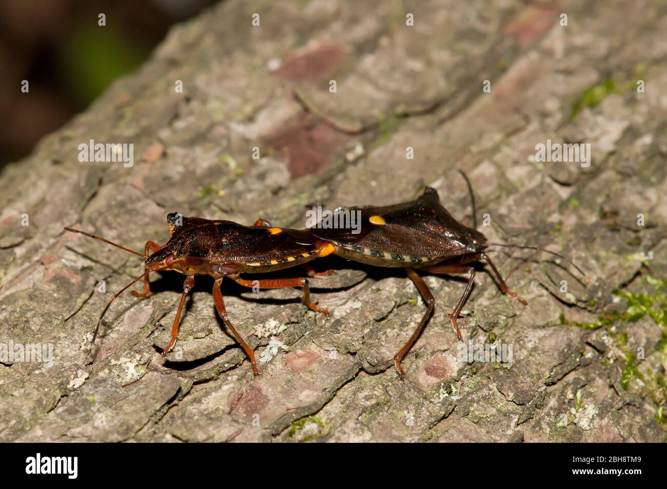 Paarung von tieren -Fotos und -Bildmaterial in hoher Auflösung – Alamy