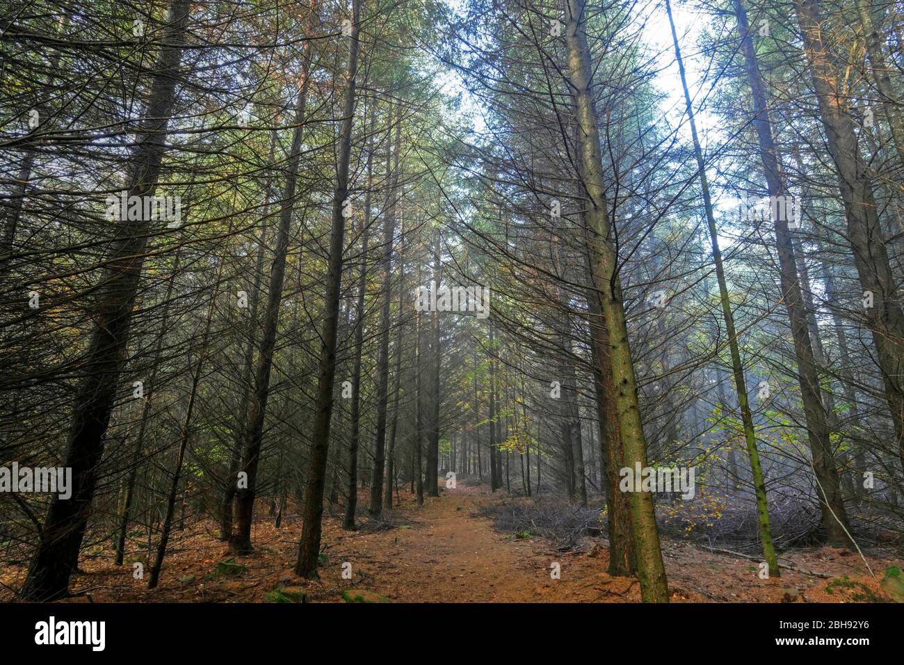 Fichten Wald Stockfotos und -bilder Kaufen - Alamy