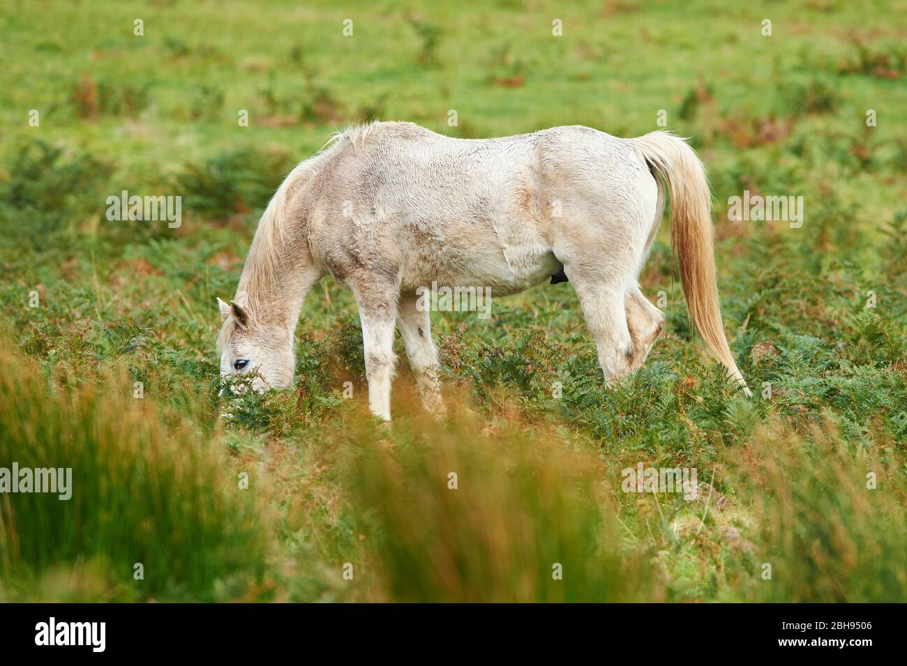 Hauspferd (Equus caballus), weißes Pferd, Weide, seitlich, stehend ...