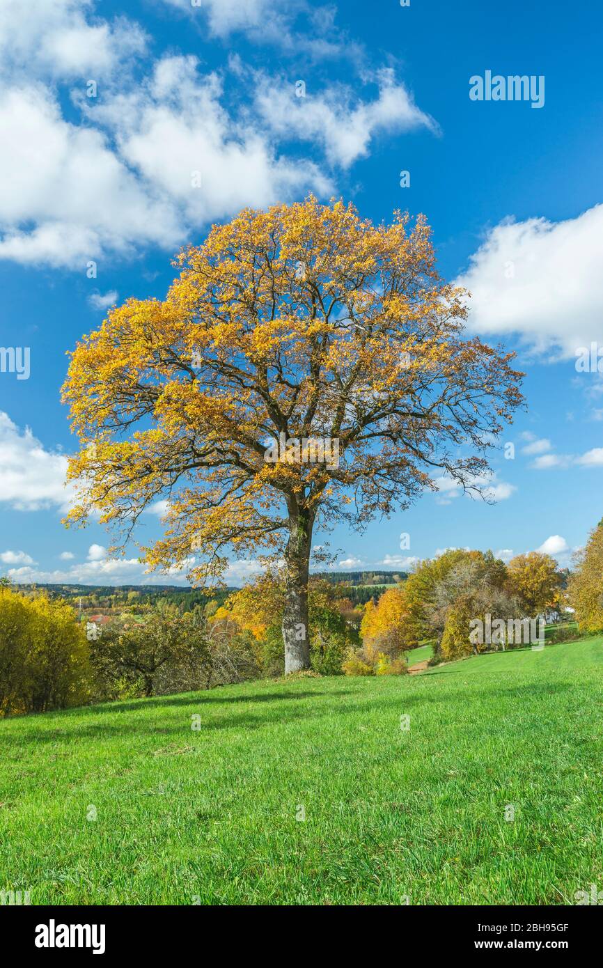 Buche und Eiche Familie Stockfotos und -bilder Kaufen - Alamy