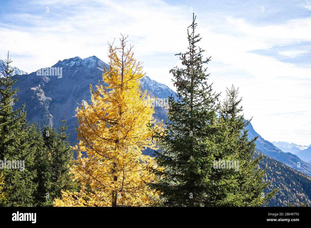 Koniferen bei Niederthai, Ötztal, Tirol, Österreich Stockfotografie - Alamy