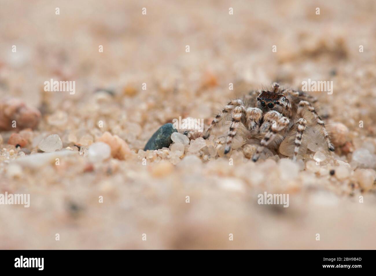 Springende Spinne In Der Natur Stockfotos und -bilder Kaufen - Alamy