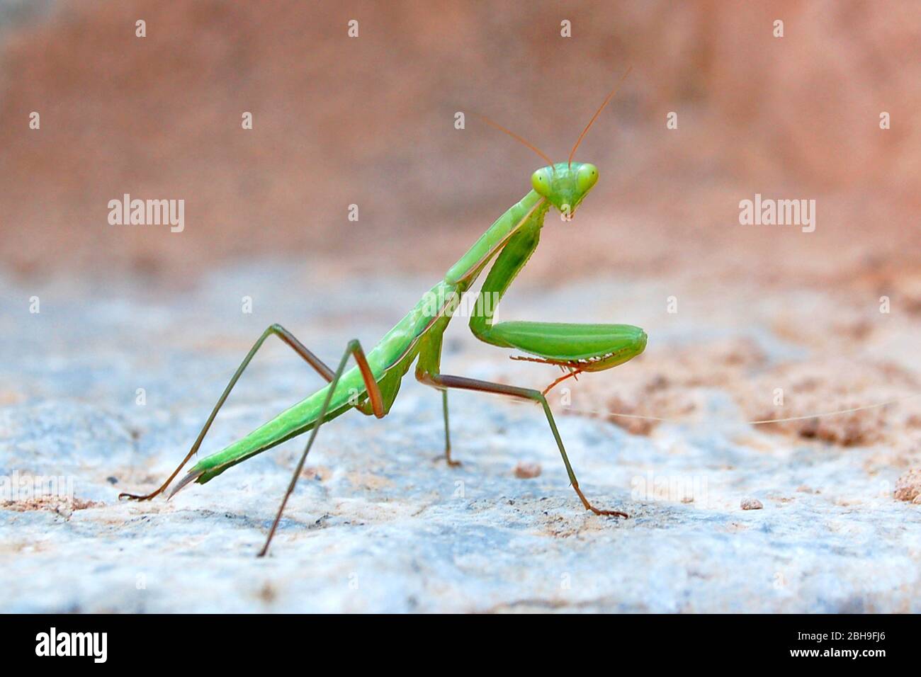 Flying mantis -Fotos und -Bildmaterial in hoher Auflösung – Alamy