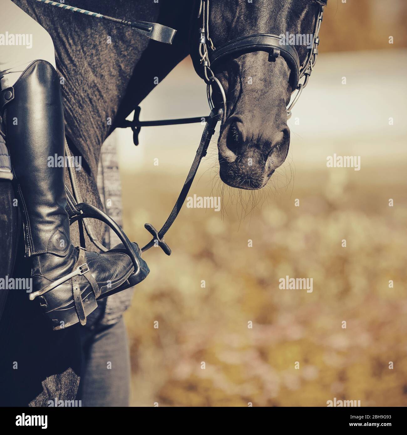 Pony mit sporen einreiten -Fotos und -Bildmaterial in hoher Auflösung ...