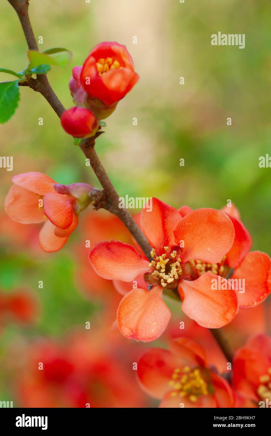 Japanische zierquitte -Fotos und -Bildmaterial in hoher Auflösung – Alamy