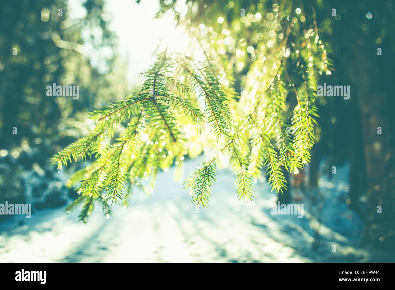 Wald mit geringer dichte Stockfotos und -bilder Kaufen - Alamy