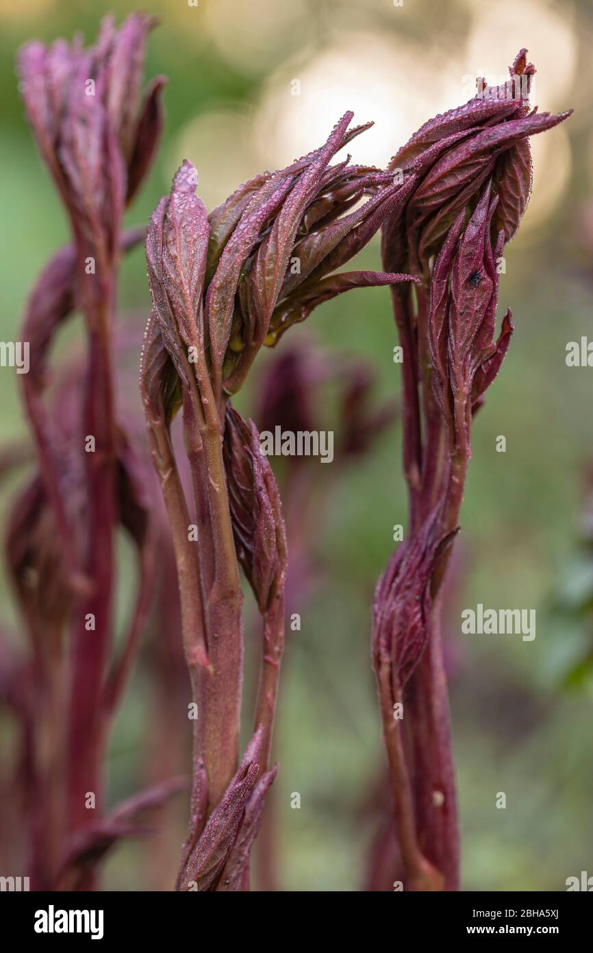 Rote triebe -Fotos und -Bildmaterial in hoher Auflösung – Alamy