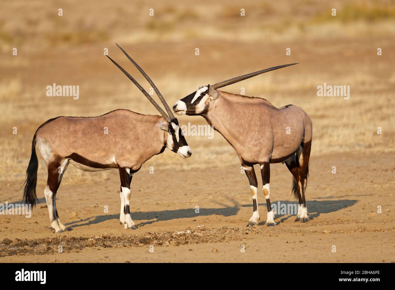 Afrika antilopen -Fotos und -Bildmaterial in hoher Auflösung – Alamy