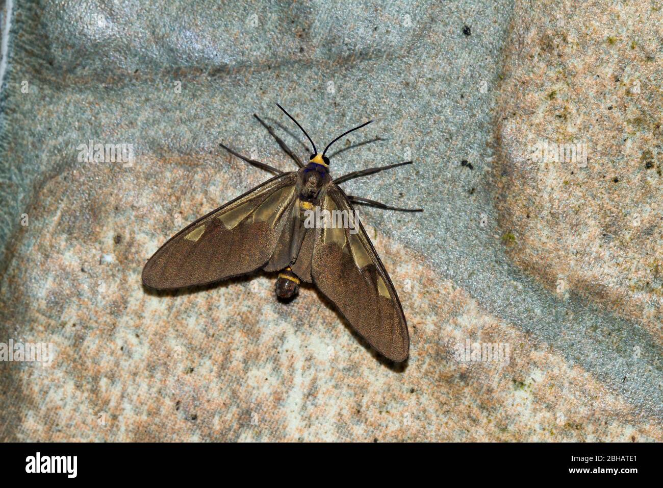 Caeneressa sp -Fotos und -Bildmaterial in hoher Auflösung – Alamy