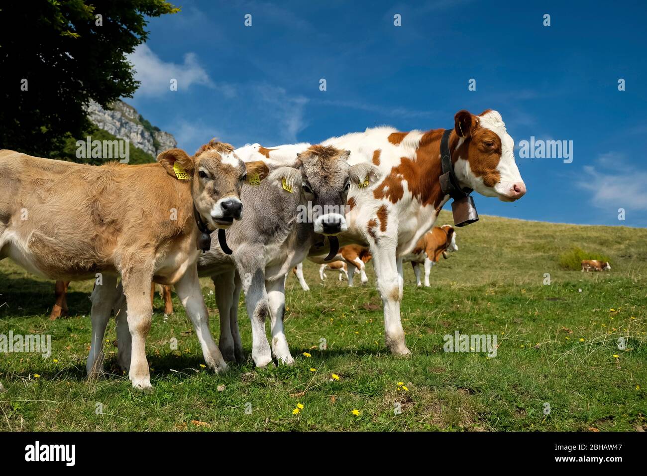 Drei junge Kühe auf einer Alm Stockfotografie - Alamy Drei junge Kühe auf einer Alm Stockfotografie - Alamy