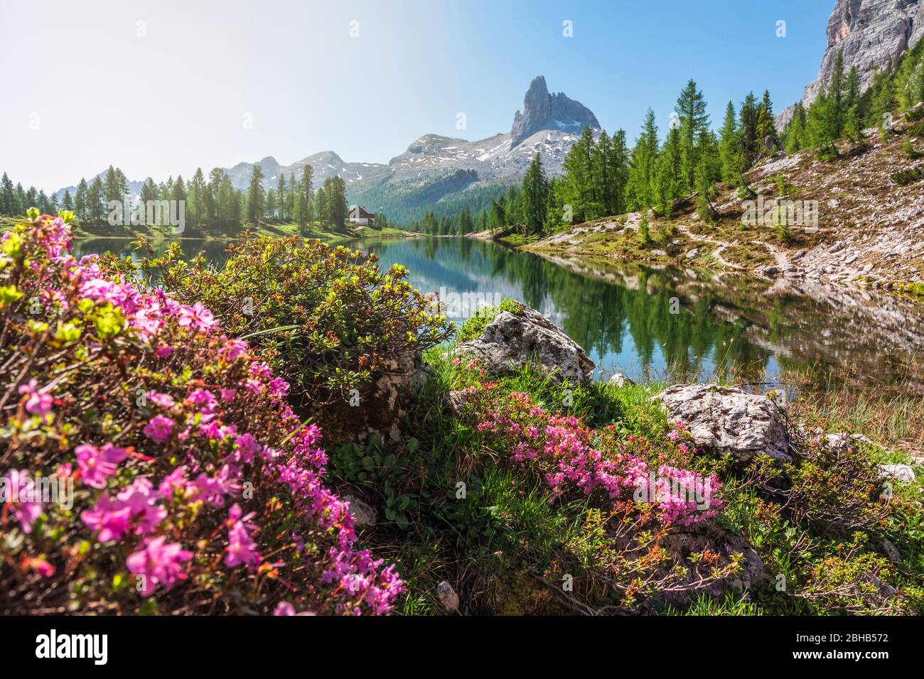 Rhododendron blüht am Federa Alpensee, im Hintergrund die Schutzhütte ...
