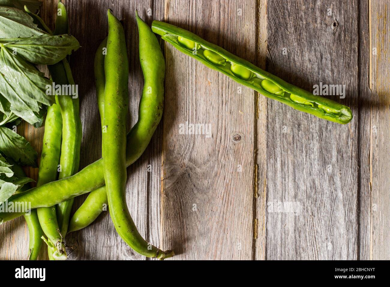 Frische Bohnen. Die Bohne ist eine Art blühende Pflanze aus der Familie ...