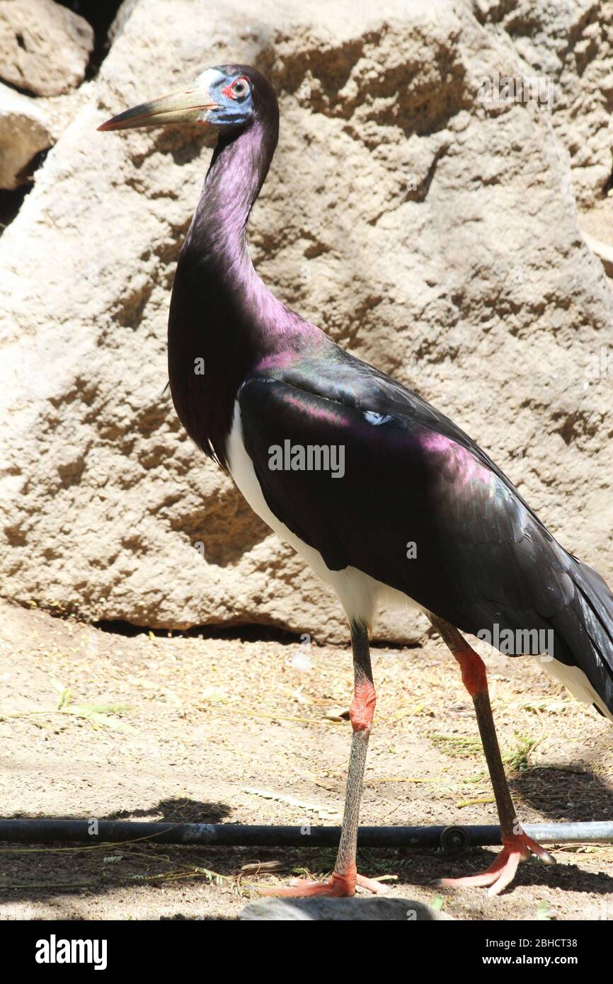 Abdims stork -Fotos und -Bildmaterial in hoher Auflösung – Alamy