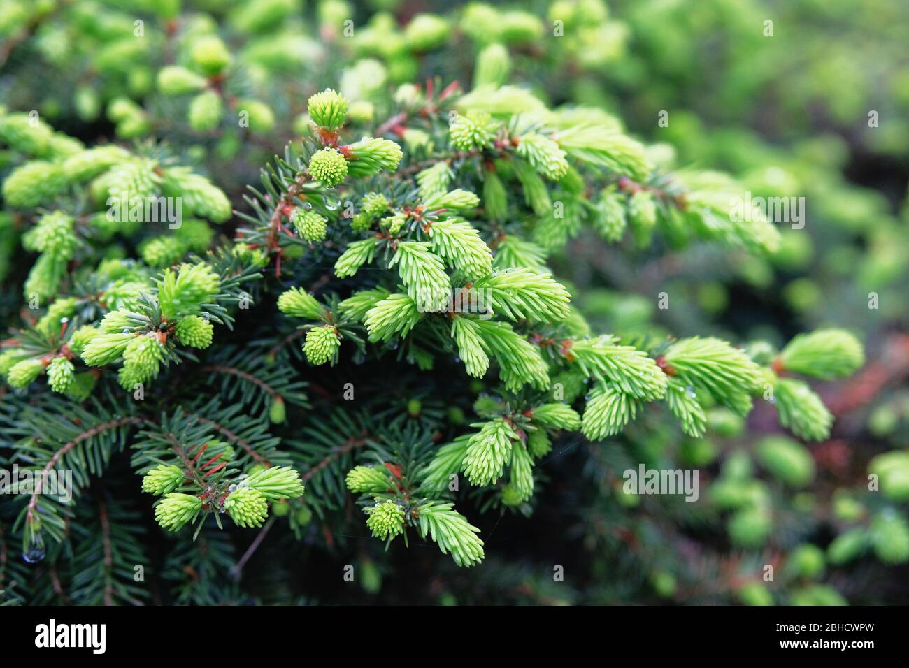 Fichten nahaufnahme -Fotos und -Bildmaterial in hoher Auflösung – Alamy