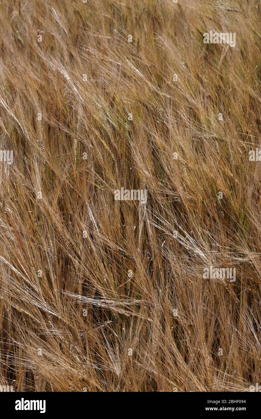 Getreide cluster -Fotos und -Bildmaterial in hoher Auflösung – Alamy