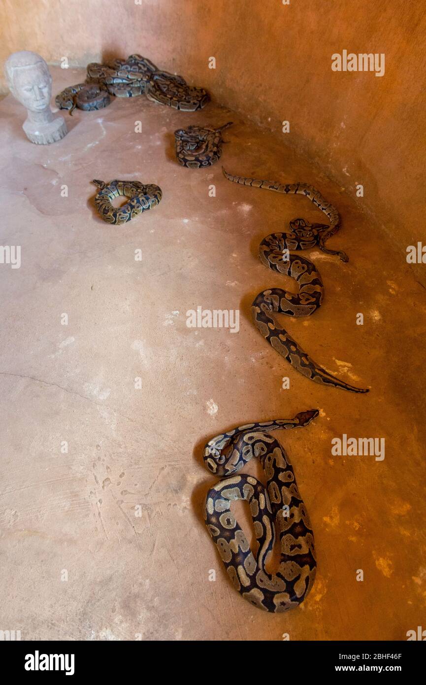Tempel der pythons -Fotos und -Bildmaterial in hoher Auflösung – Alamy
