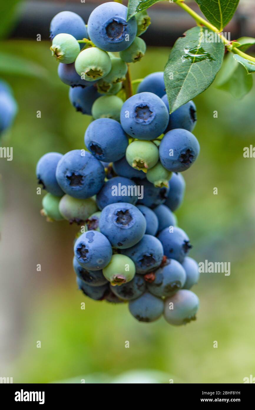 Heidelbeer Makro Stockfotos und -bilder Kaufen - Alamy