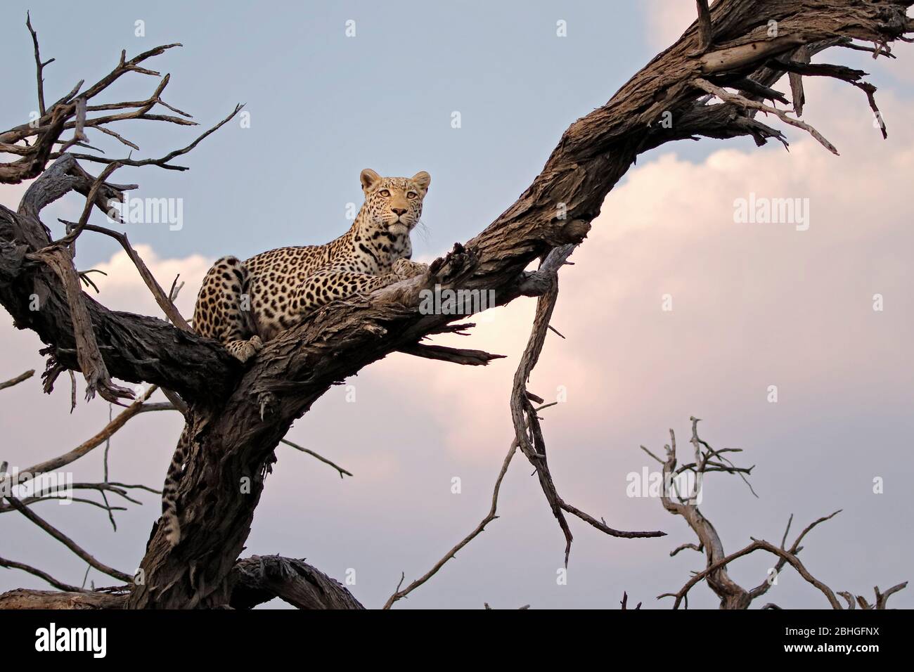 Ein schöner Leopard, der in einem Baum auf einem größeren Ast ruht. In ...