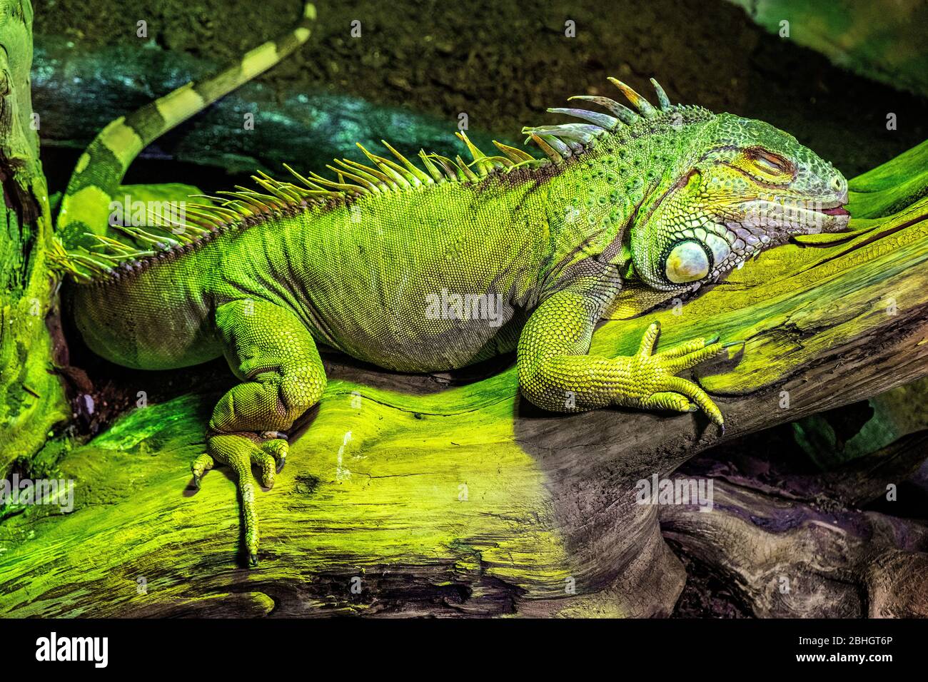 Leguan Lizard Stockfotos und -bilder Kaufen - Alamy