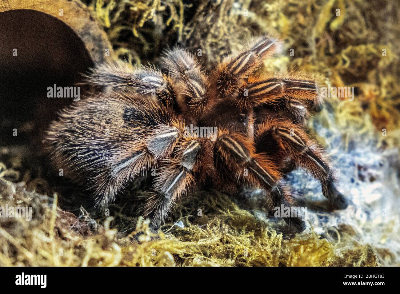 Single chilenischen Rose Tarantula Spinne - latin Gramostola rosea ...