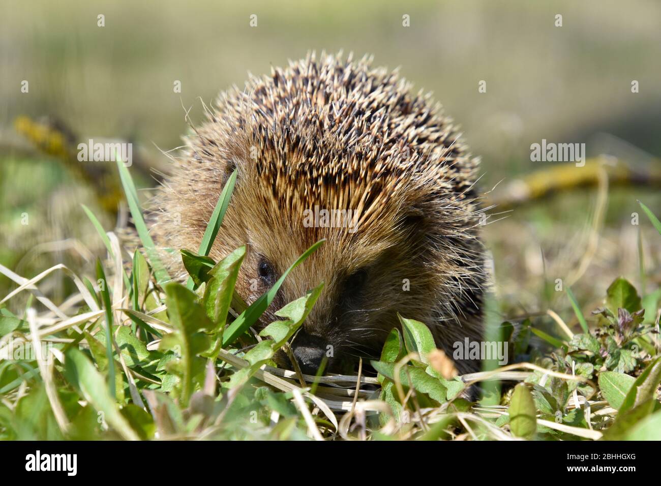 Igel Im Wald Stockfotos und -bilder Kaufen - Alamy