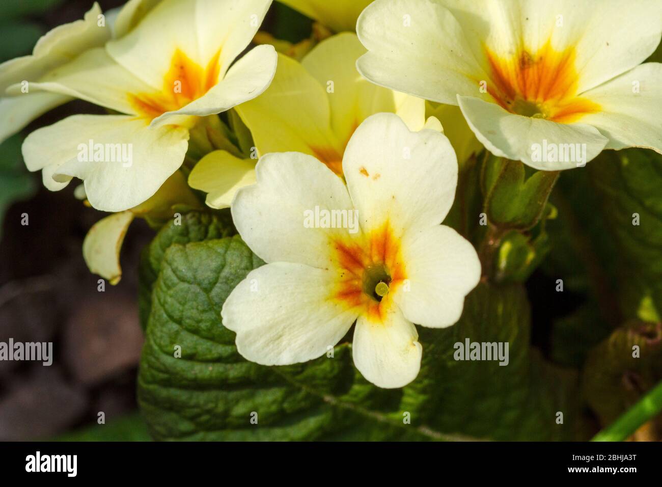 England die primel -Fotos und -Bildmaterial in hoher Auflösung – Alamy