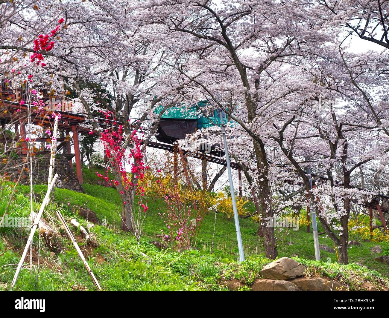 Die Kirschblüte im Funaoka joshi Park in der präfektur miyagi, japan ...