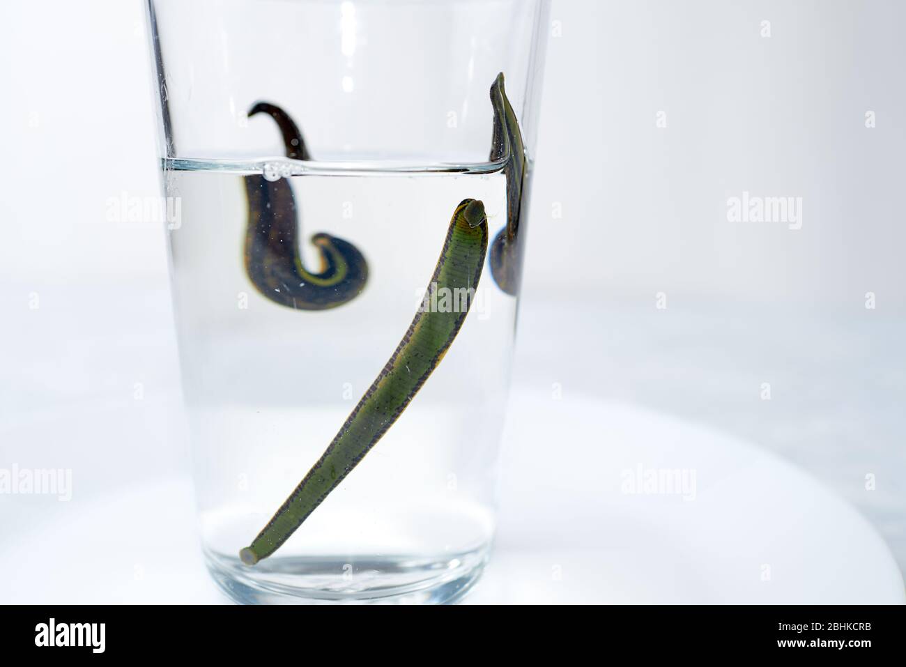 Medizinische blutegel hirudo medicinalis -Fotos und -Bildmaterial in ...