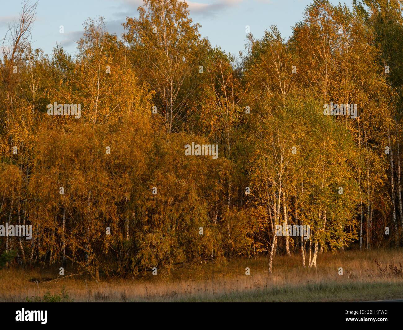 Red Forest Chernobyl Disaster Stockfotos und -bilder Kaufen - Alamy