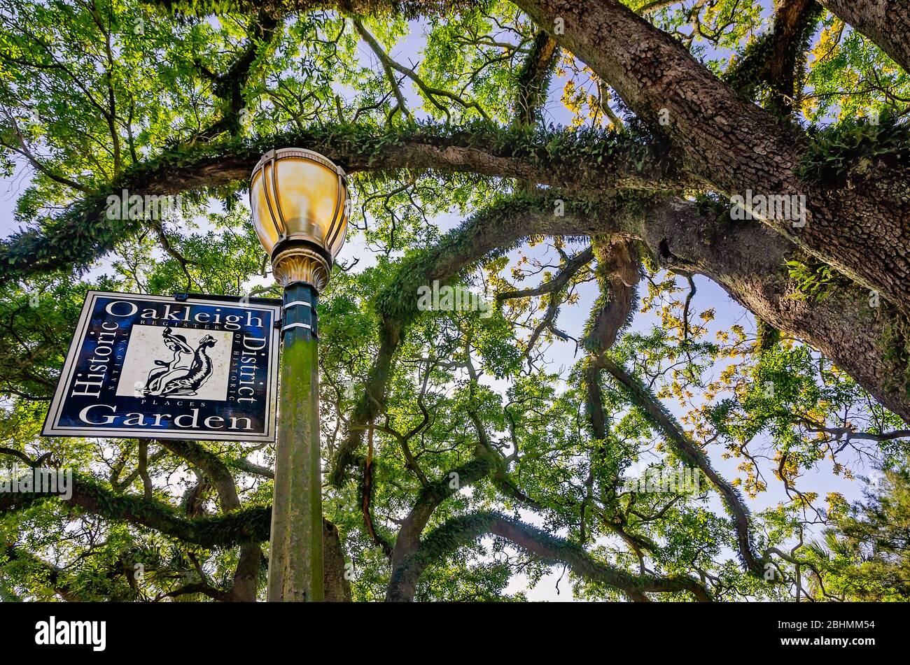 Lebende eiche im april -Fotos und -Bildmaterial in hoher Auflösung – Alamy