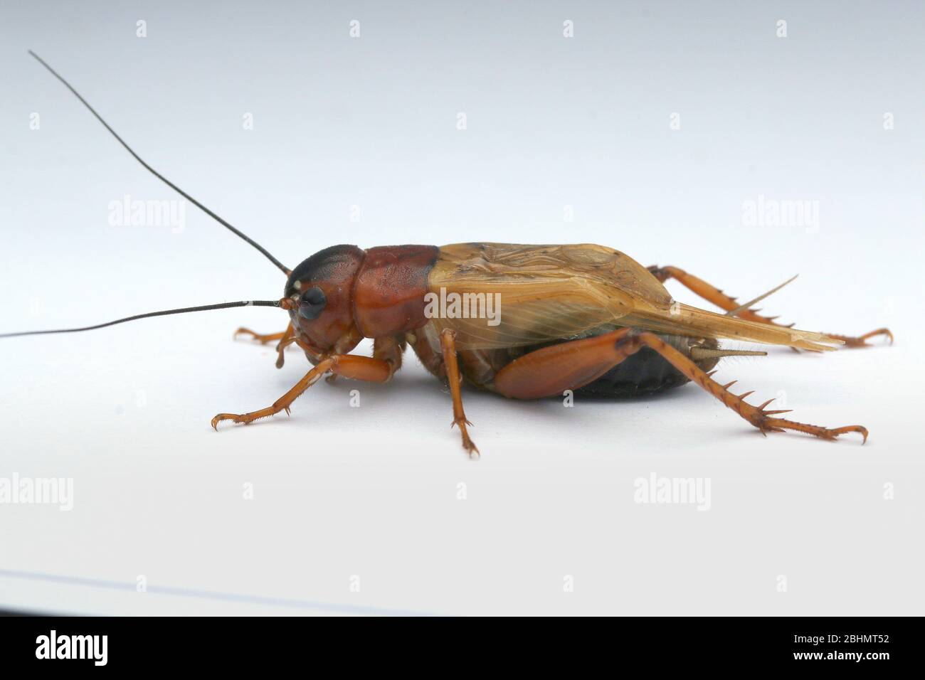 Grillen mit schwarzem Feld, Gryllus bimaculatus Stockfotografie - Alamy